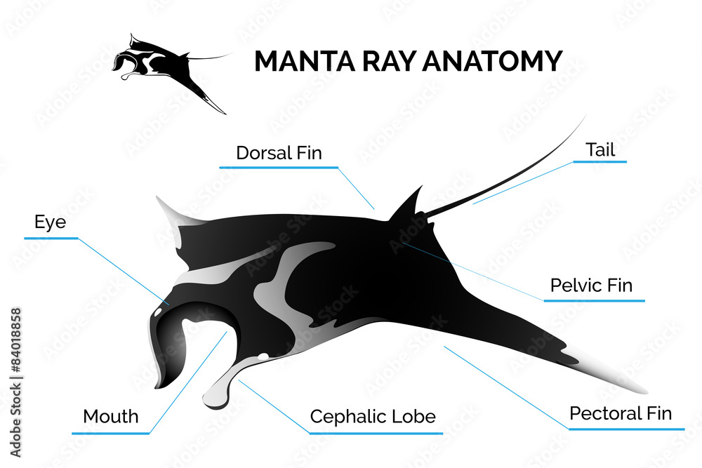 Manta Ray Anatomy Stock Vector | Adobe Stock