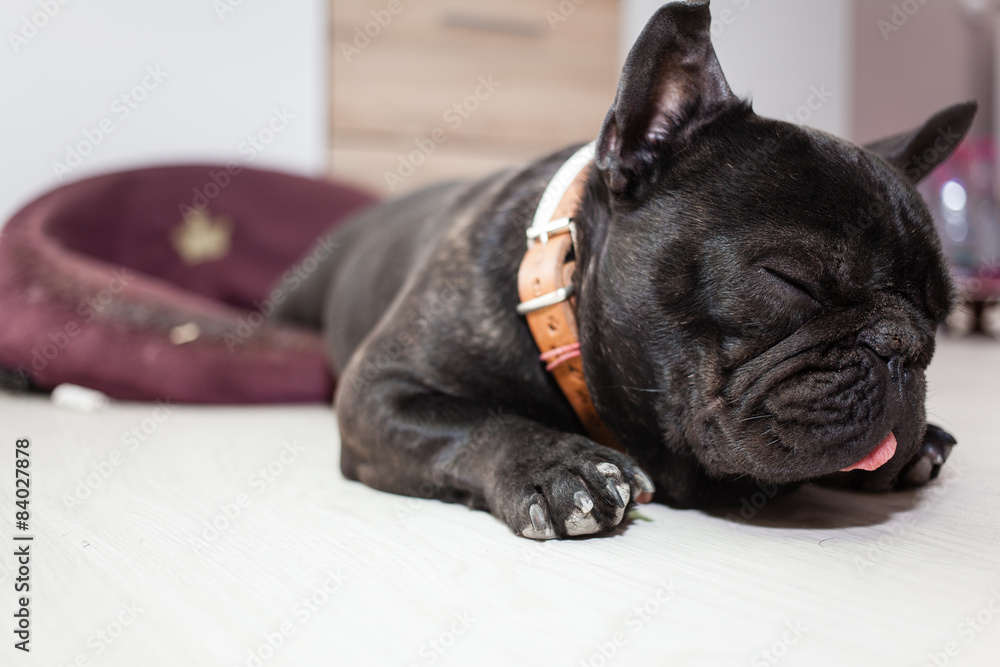 Tired French Bulldog
