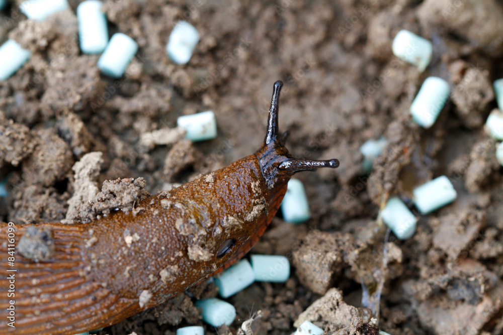 nacktschnecken Stock Photo | Adobe Stock