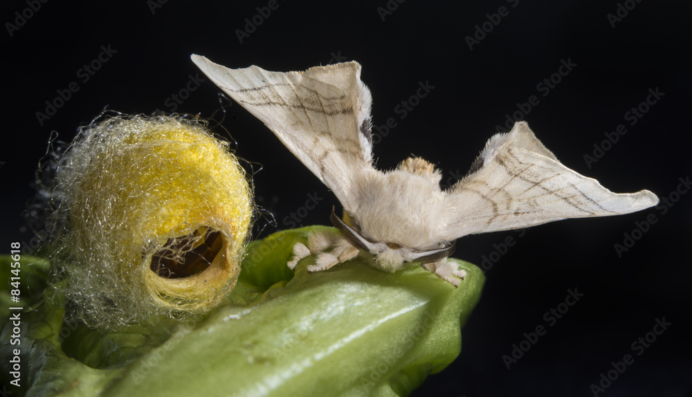 Mariposa y capullo Stock Photo | Adobe Stock