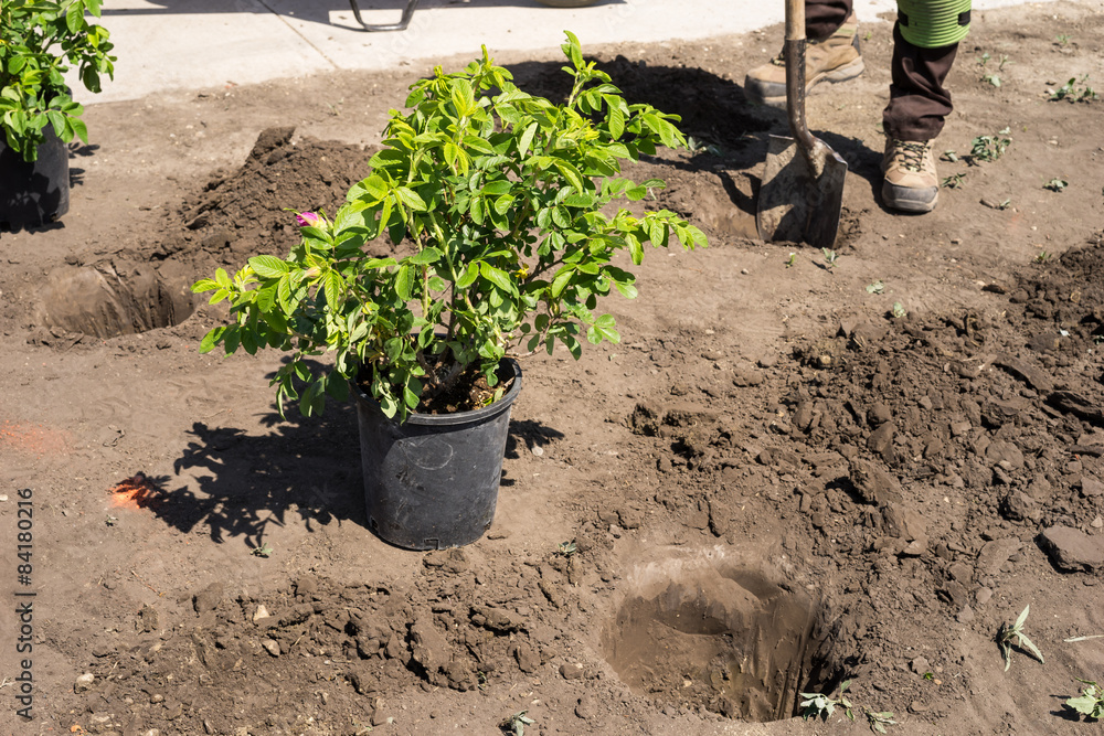 Landscaping work - planting bushes on construction site Stock Photo ...