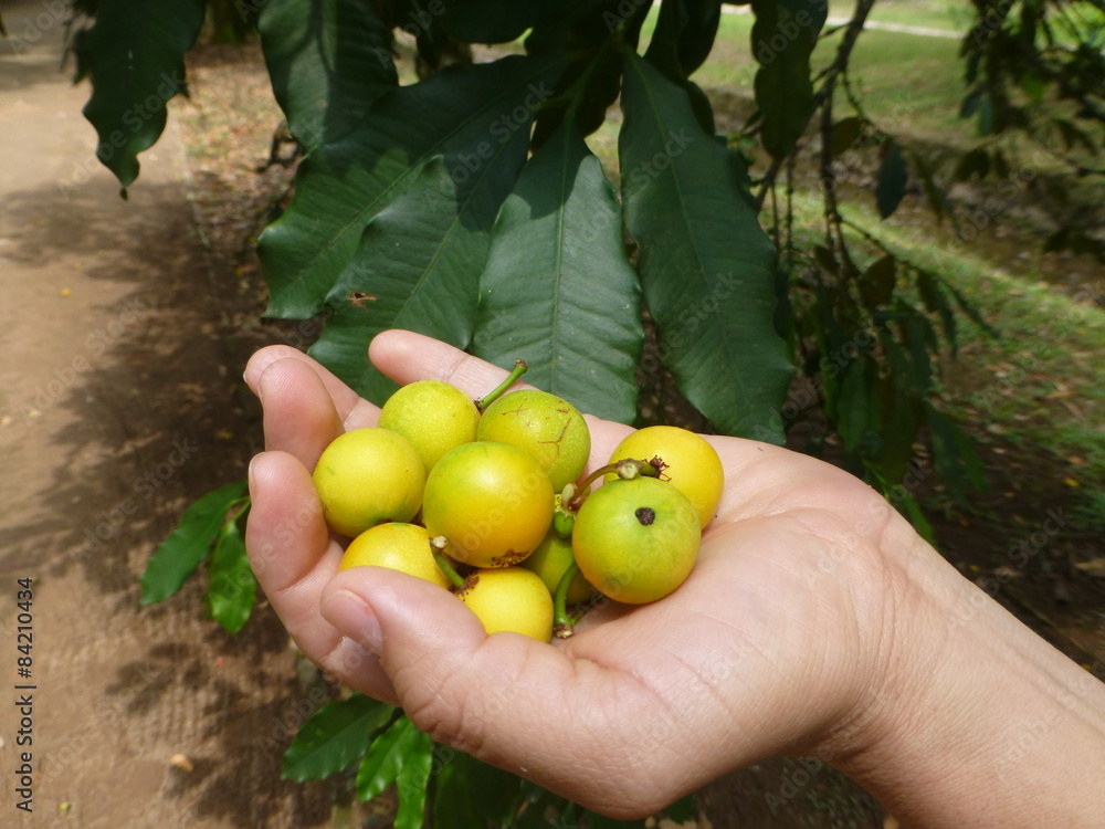Platonia insignis, the sole species of the genus Platonia Stock Photo ...