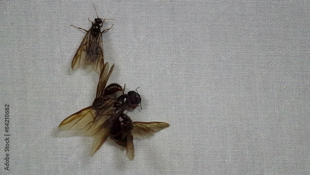 male winged ant is mating to the female ant on the white cloth sheet ...