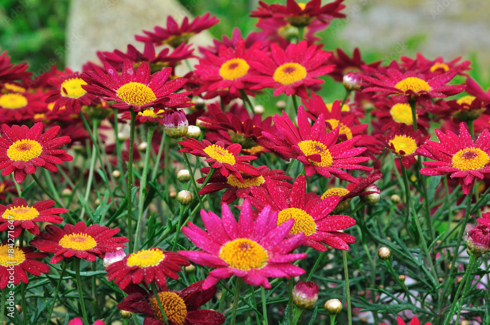 Plantes vivaces aux fleurs rouges Photos | Adobe Stock