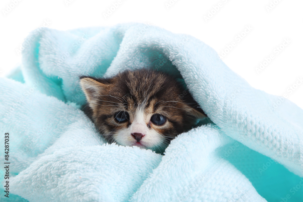 Cute little kitten with towel, on white background Stock Photo | Adobe ...
