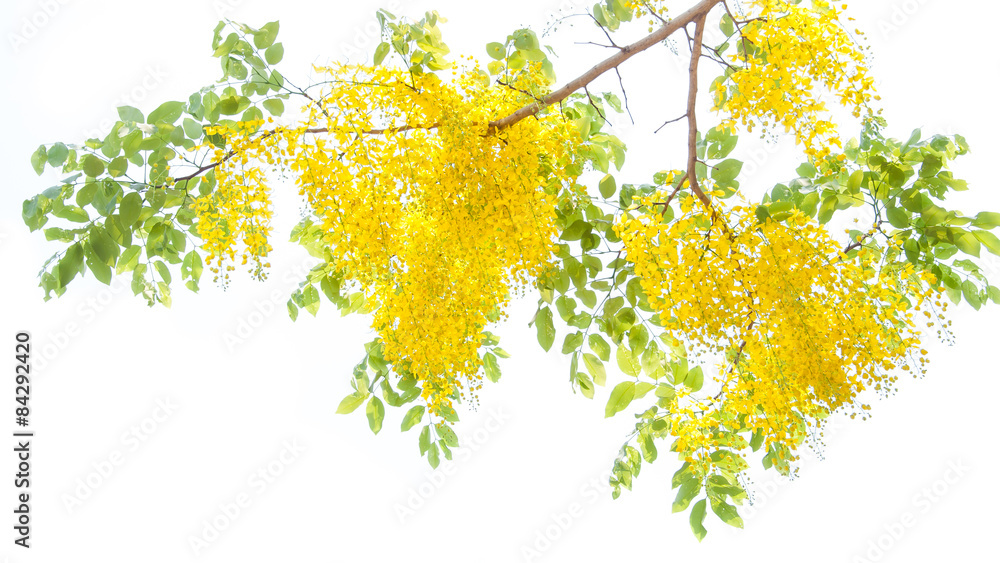 Golden Shower Tree Stock Photo | Adobe Stock
