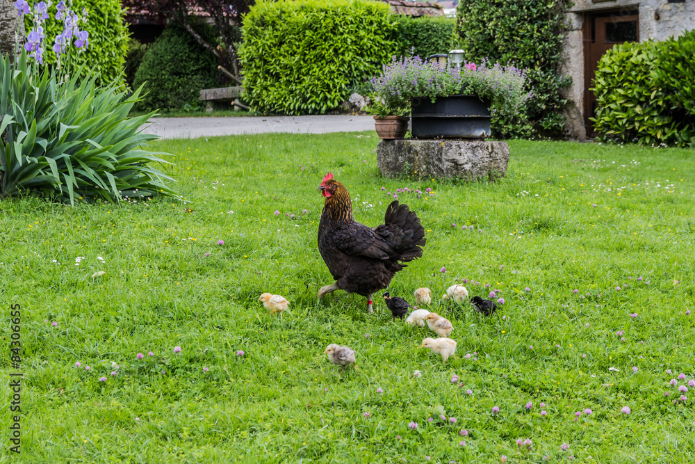 La poule et les poussins à la ferme Stock Photo | Adobe Stock