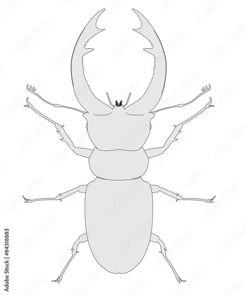 2d cartoon image of lucanus cervus Stock Illustration | Adobe Stock