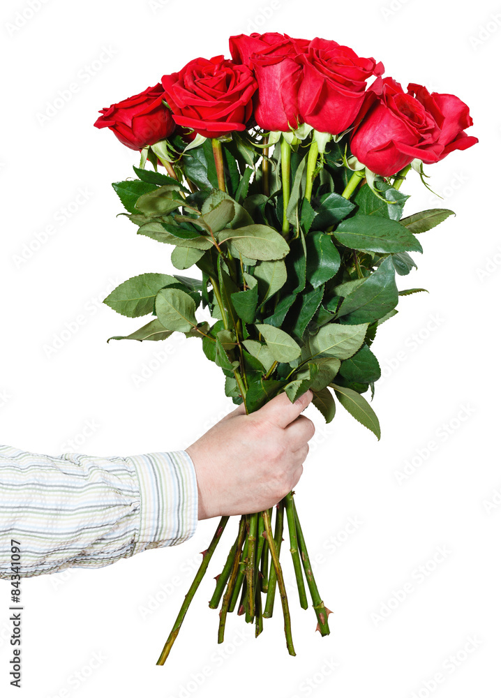 hand giving bouquet of many red roses isolated Stock Photo | Adobe Stock