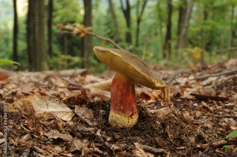 Xerocomellus chrysenteron, known as the red cracking bolete Stock Photo ...