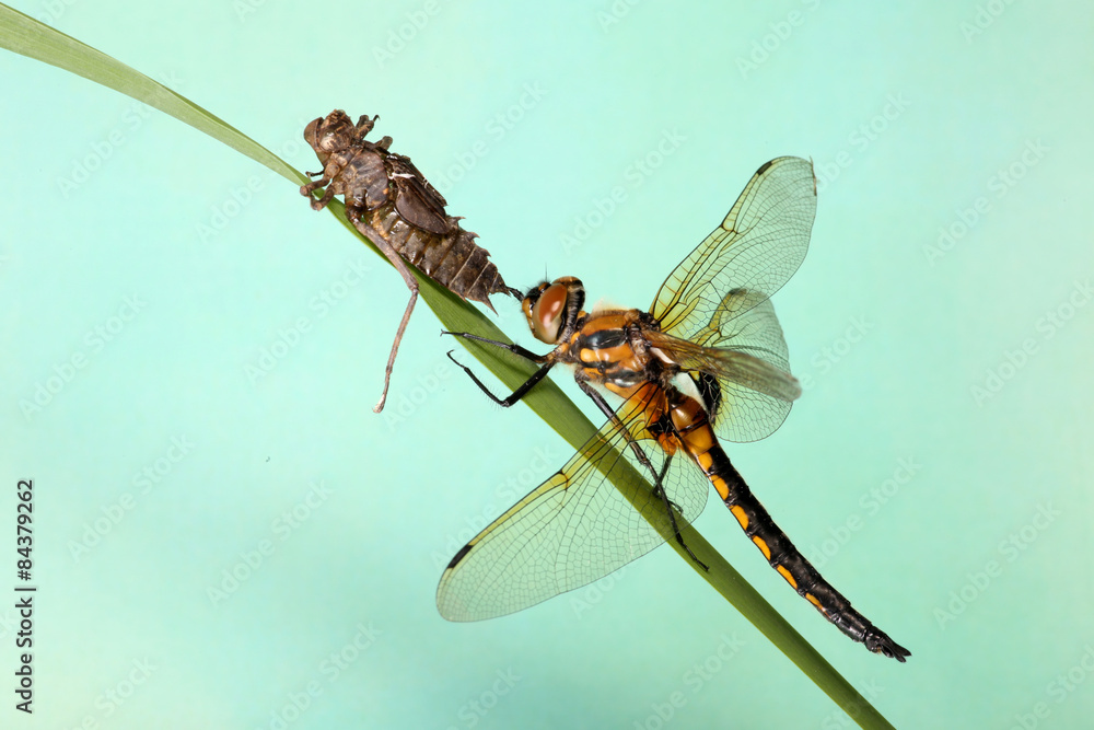 young dragonfly larvae crawl from. Blue background Stock Photo | Adobe ...