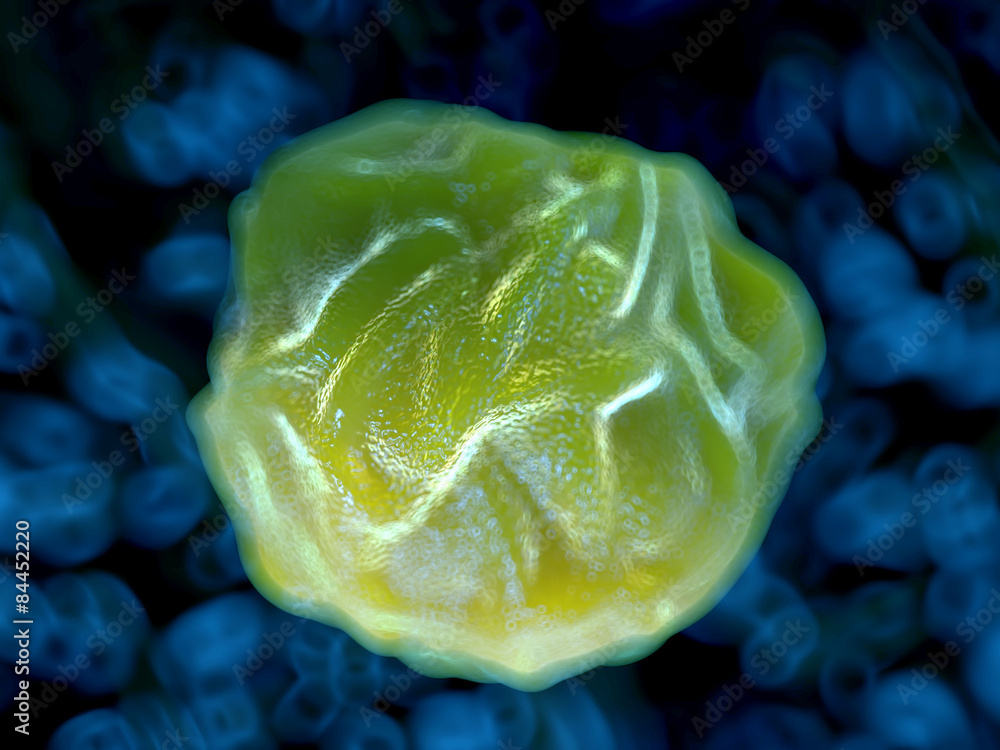 Bone Marrow Stem Cells Of Human Bone Marrow Stem Cells These Cells