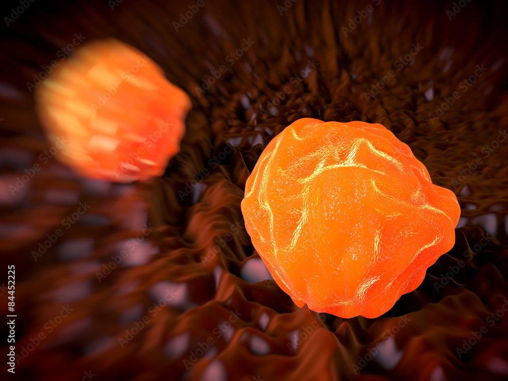 Bone marrow, stem cells of human bone marrow stem cells. These cells ...
