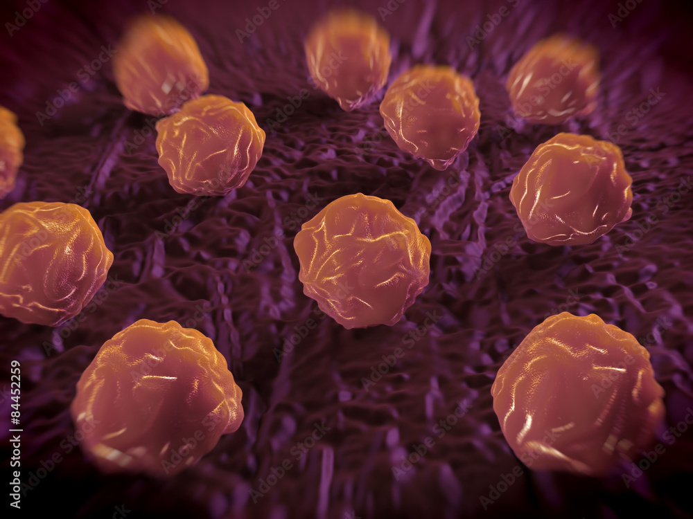 Bone marrow, stem cells of human bone marrow stem cells. These cells ...