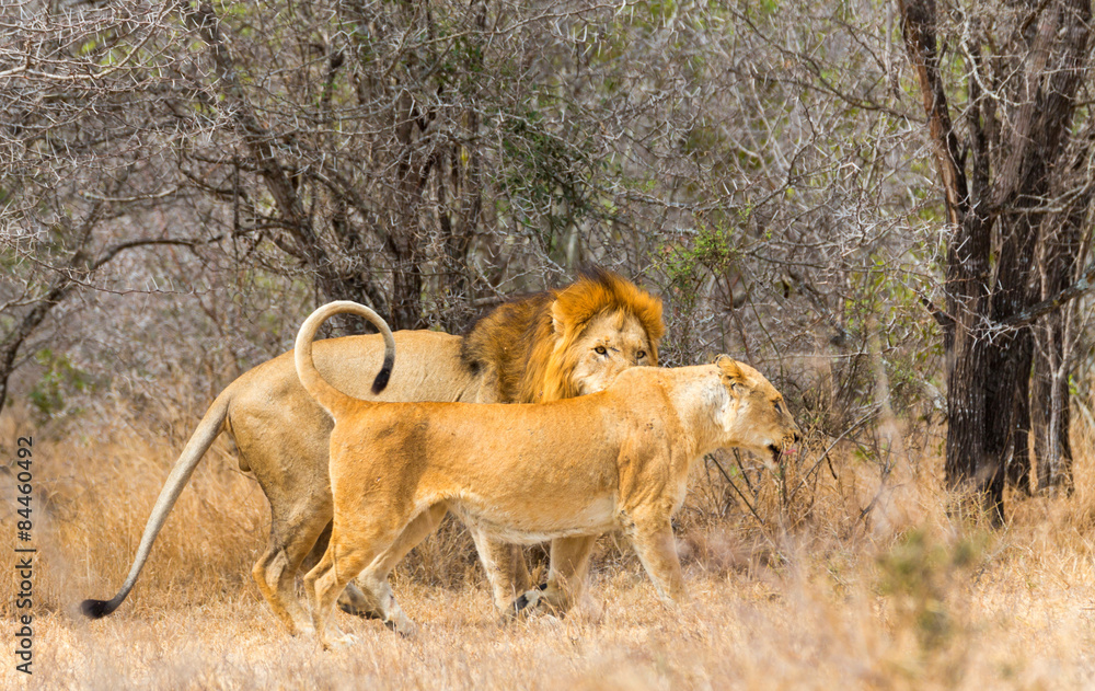 Lion mating pair Stock Photo | Adobe Stock