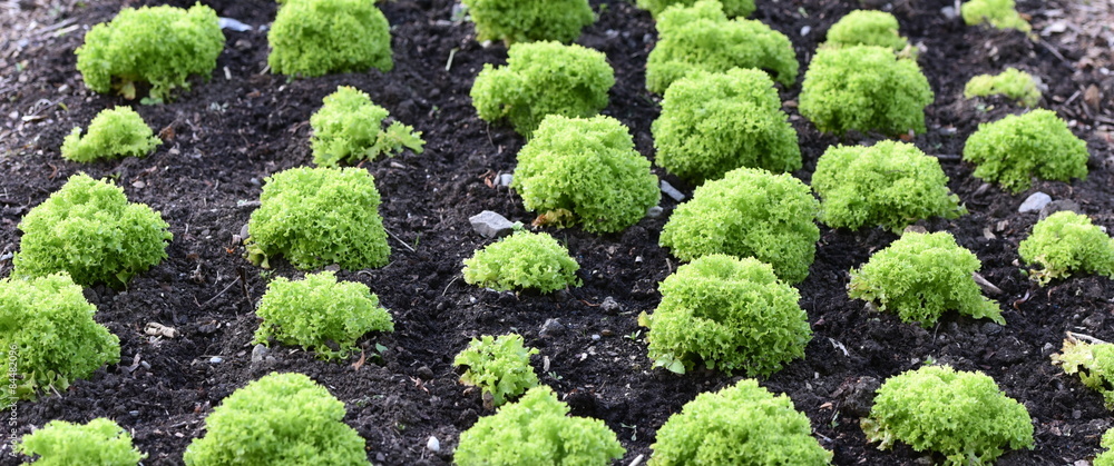 jardin potager bio Stock Photo | Adobe Stock