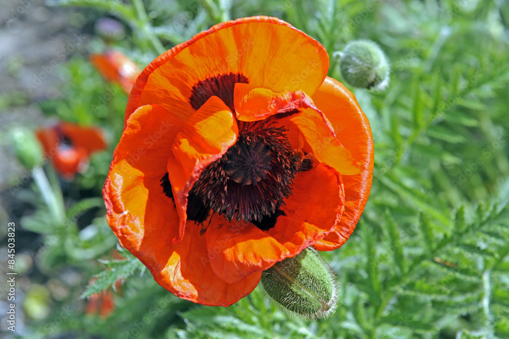 Mohn Stock-Foto | Adobe Stock