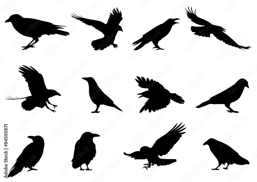 Rabe Set Stock-Vektorgrafik | Adobe Stock