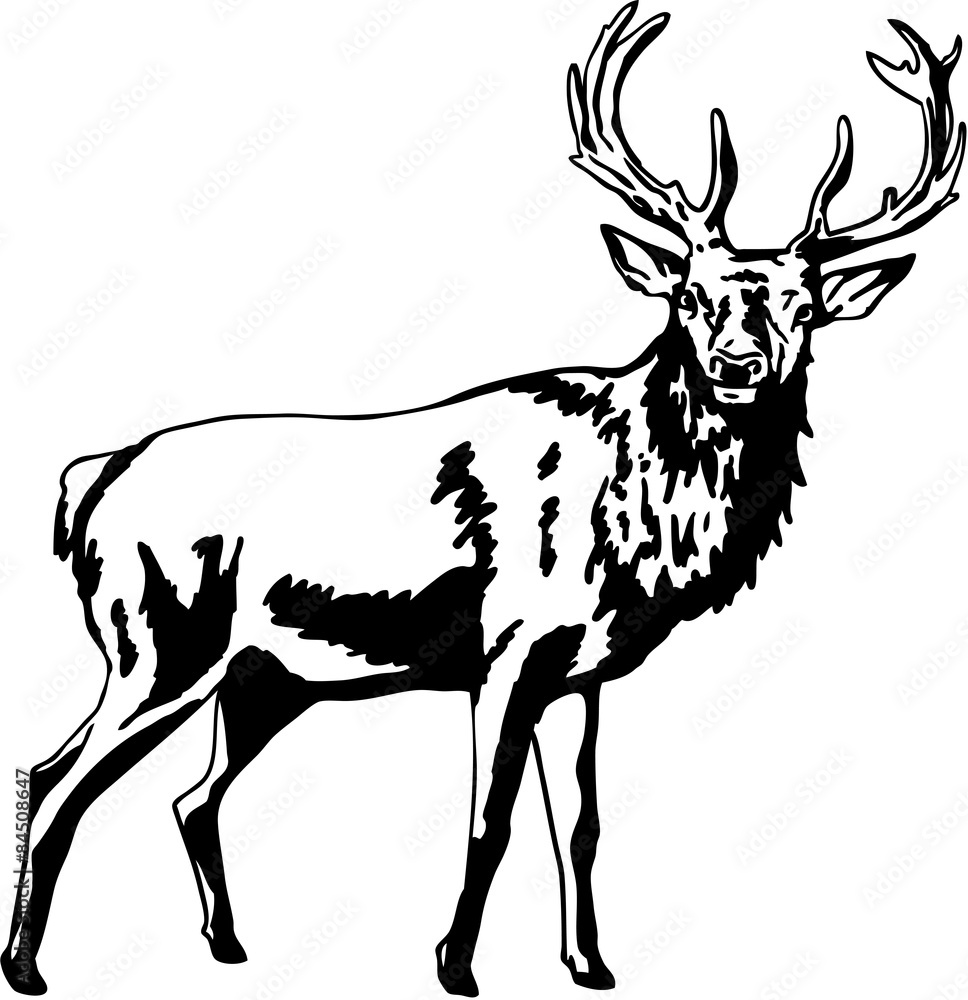Hirsch Stock-Vektorgrafik | Adobe Stock