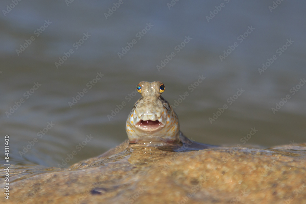 Rockskipper or Mudskipper fish. These amphibious fish can walk on land ...