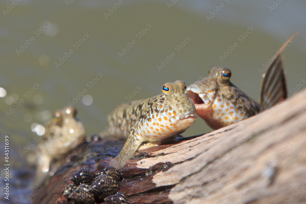 Rockskipper or Mudskipper fish. These amphibious fish can walk on land ...