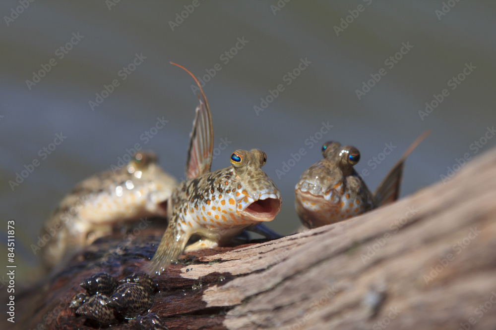 Rockskipper or Mudskipper fish. These amphibious fish can walk on land ...