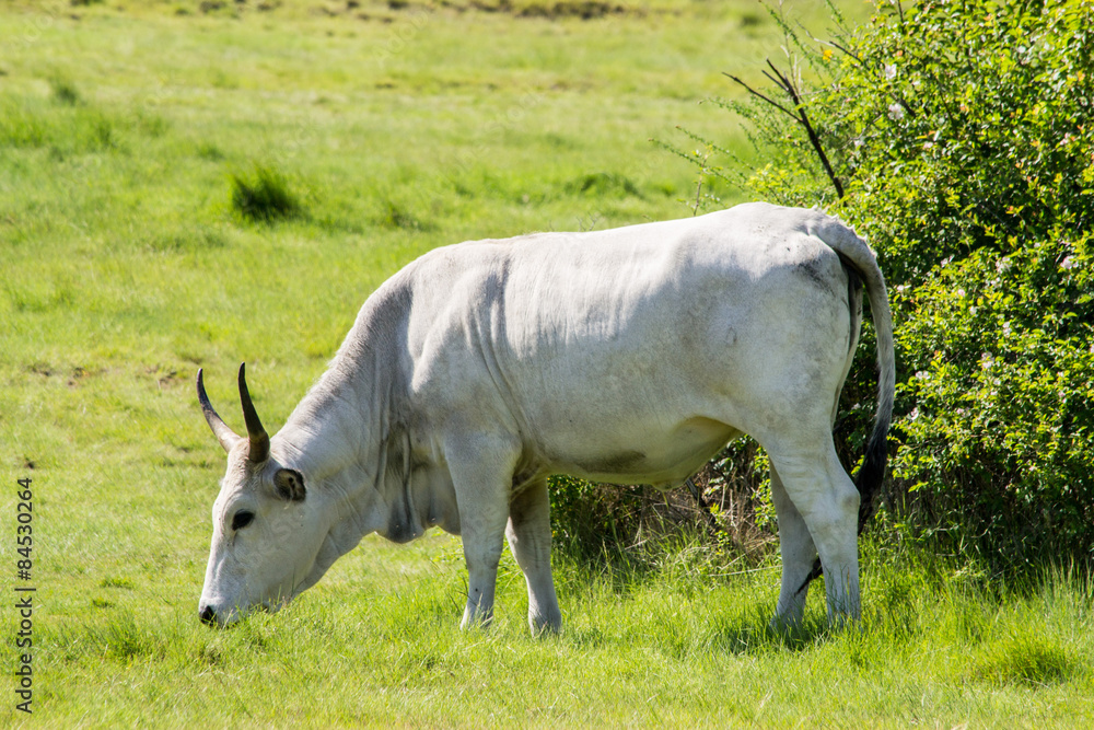 Mucca di razza Gasconne che bruca Stock Photo | Adobe Stock