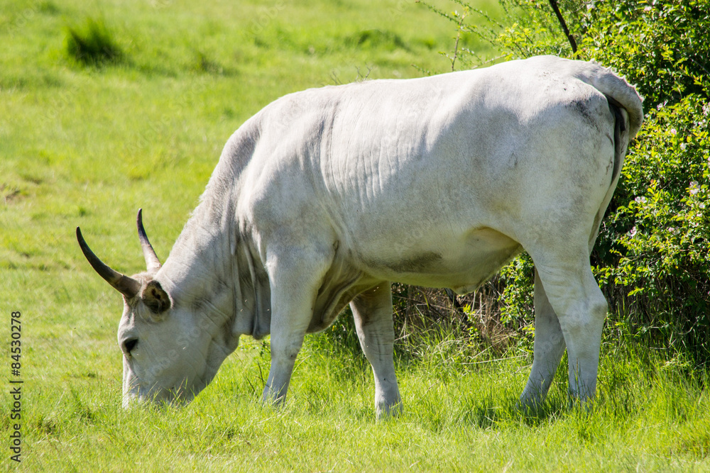 Mucca di razza Gasconne che bruca Stock Photo | Adobe Stock