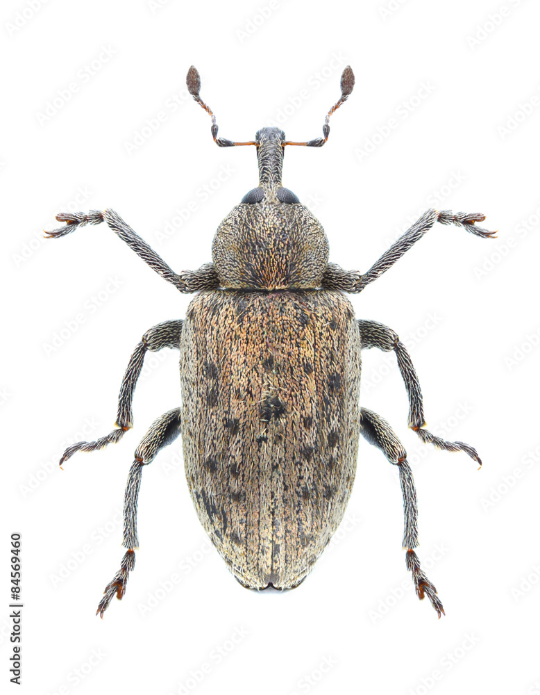 Beetle Hypera viciae Stock Photo | Adobe Stock