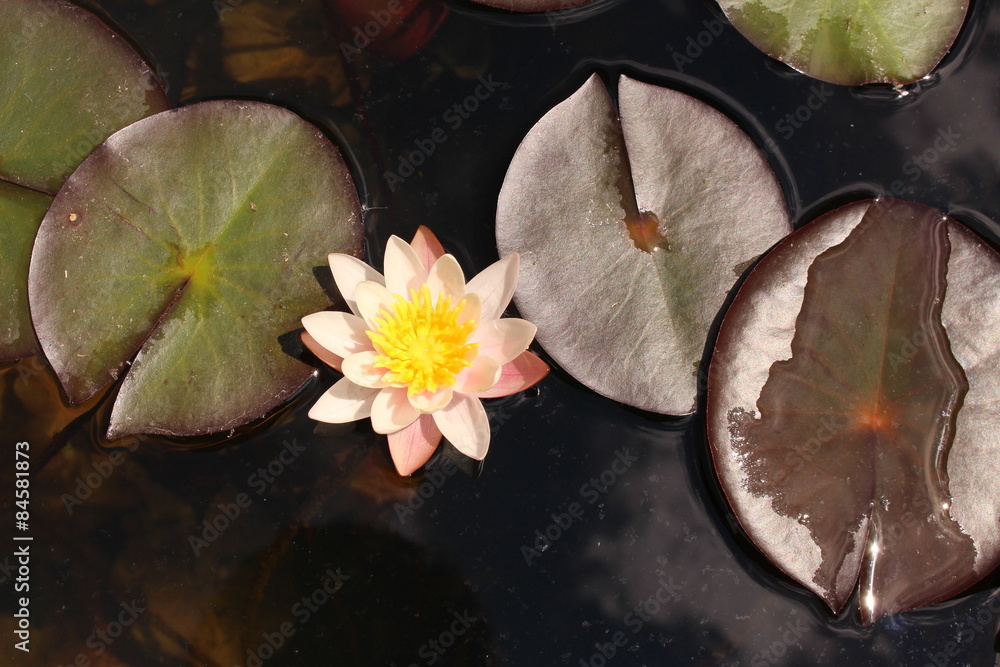 Dwarf White Waterlily (Nymphaea Candida) in Innsbruck foto de Stock ...