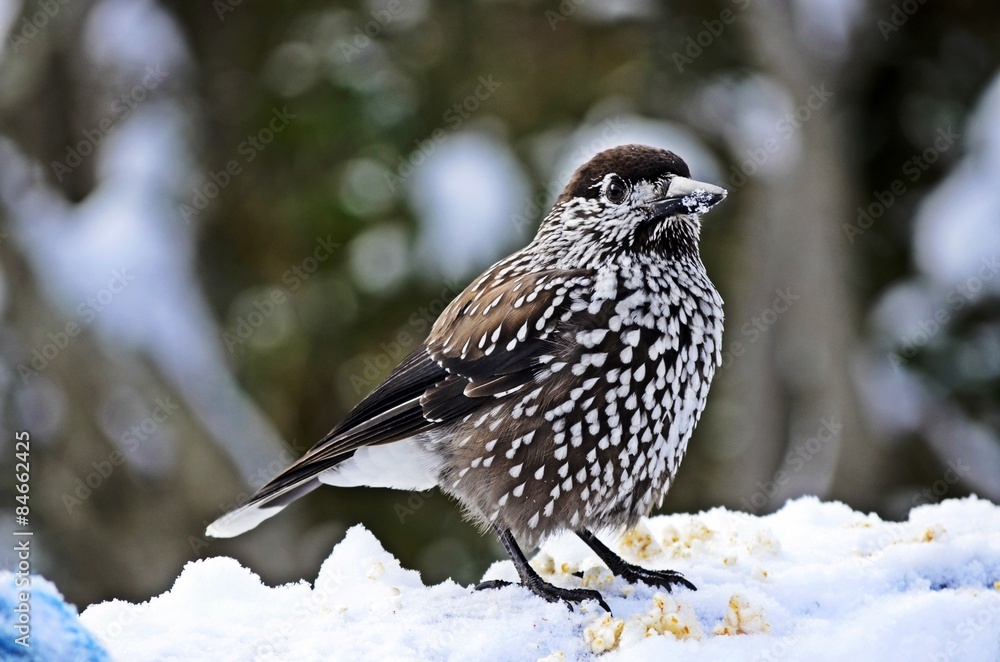 Winter bird Stock Photo | Adobe Stock