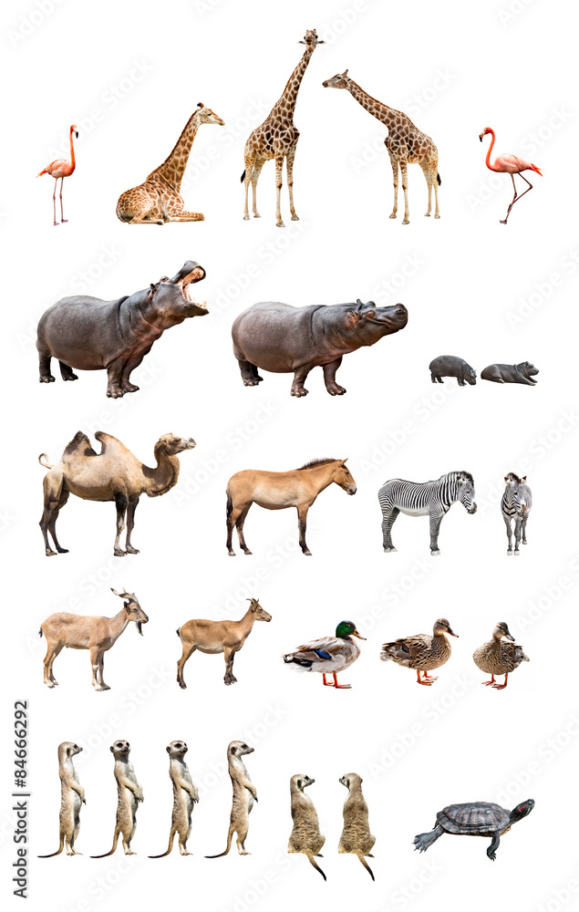 Zoo animals Stock Photo | Adobe Stock