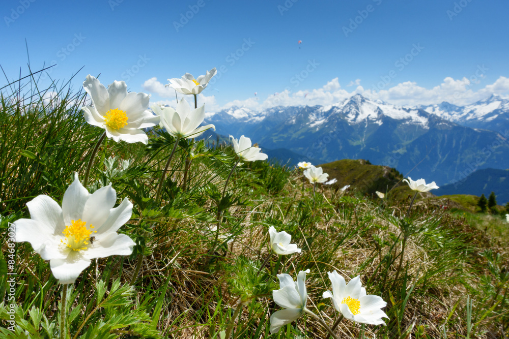 Bergblumen in den tiroler Alpen Stock-Foto | Adobe Stock