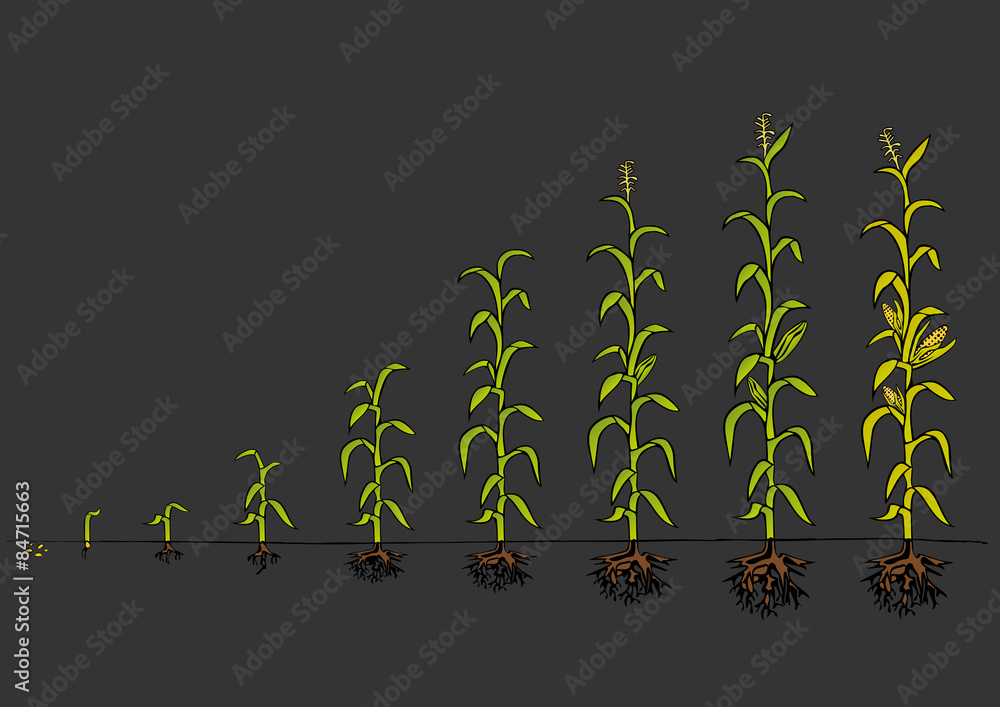 Maize Development Diagram. Stages of growth Stock Vector | Adobe Stock
