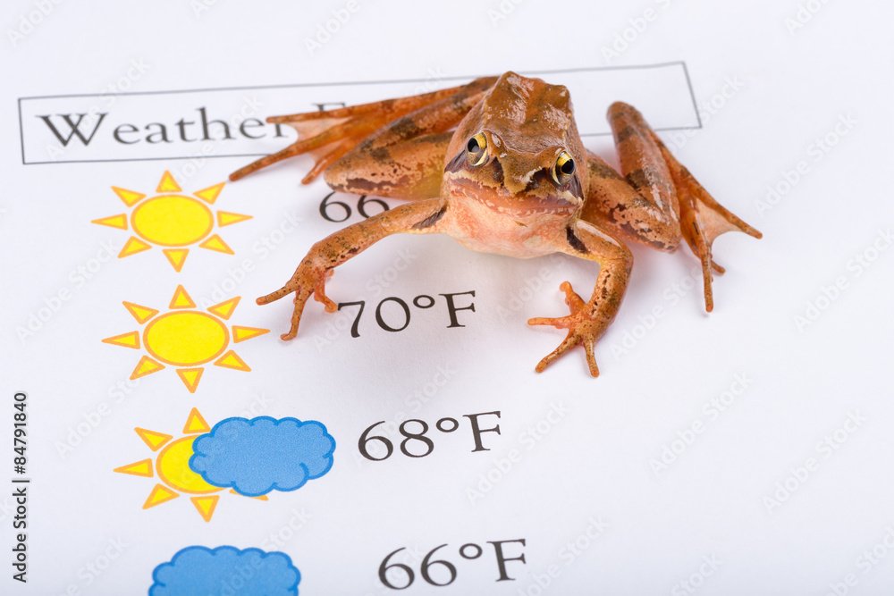 Frog as a weather prophet makes the weather forecast, English Version ...