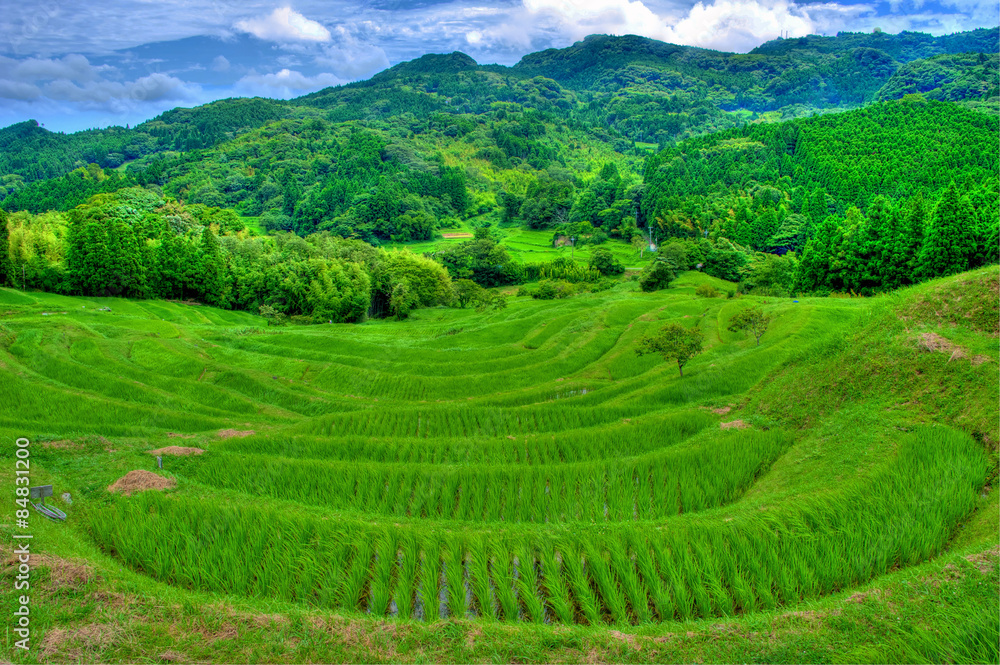 Rice Terrace of Oyama Senmaida in the Summer, Kamogawa, Chiba, Japan ...
