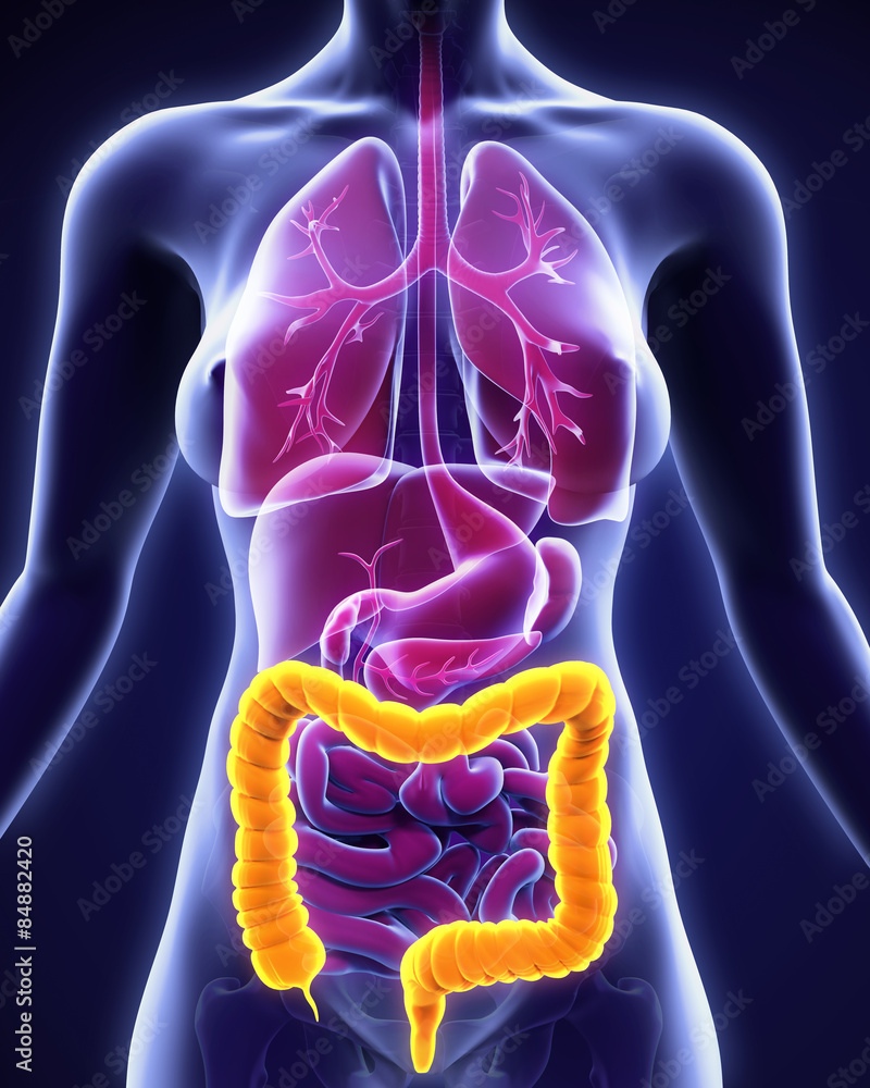Human Colon Anatomy Stock Illustration | Adobe Stock