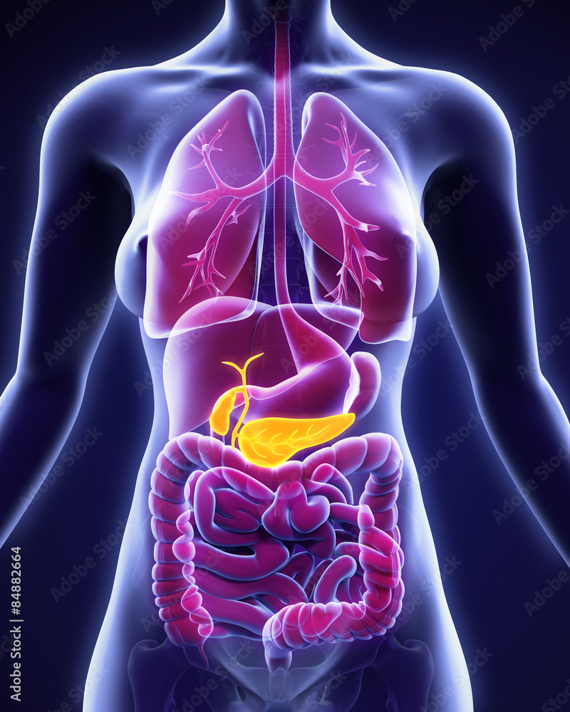 Human Gallbladder and Pancreas Anatomy Stock Illustration | Adobe Stock