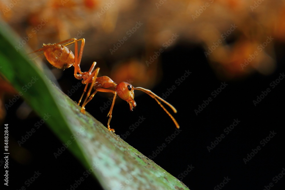 Ants are insects of the Hymenoptera family Formicidae ants nest ...