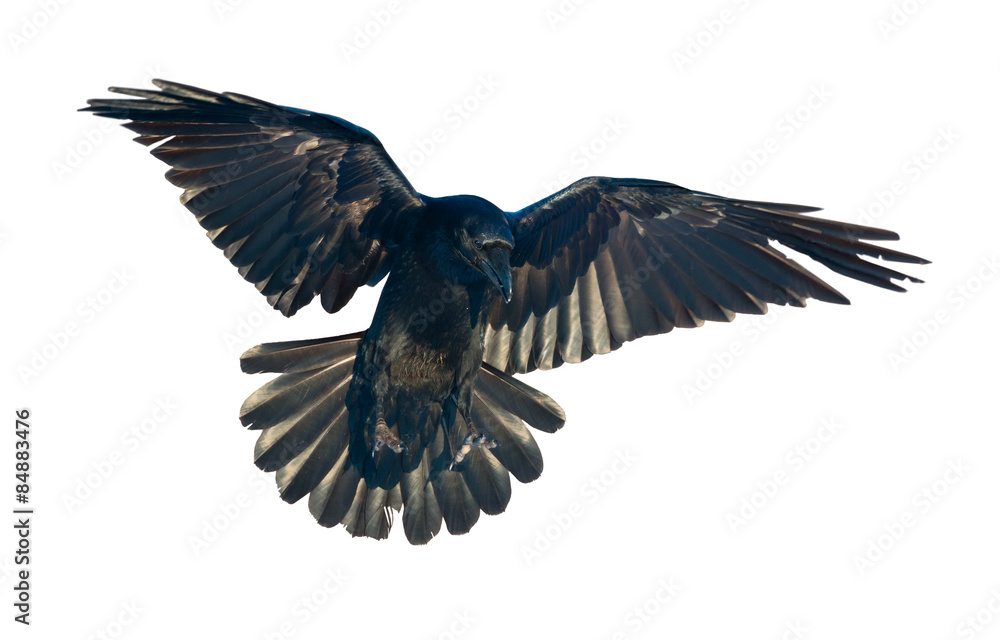 Raven in flight on white background Stock Photo | Adobe Stock