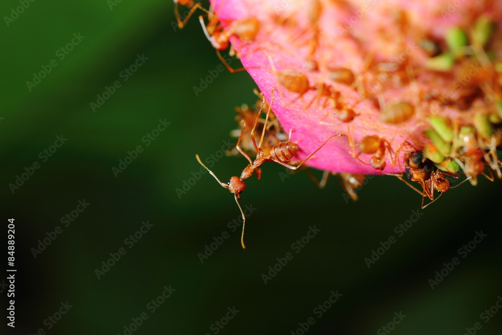 Ants are insects of the Hymenoptera family Formicidae ants nest ...
