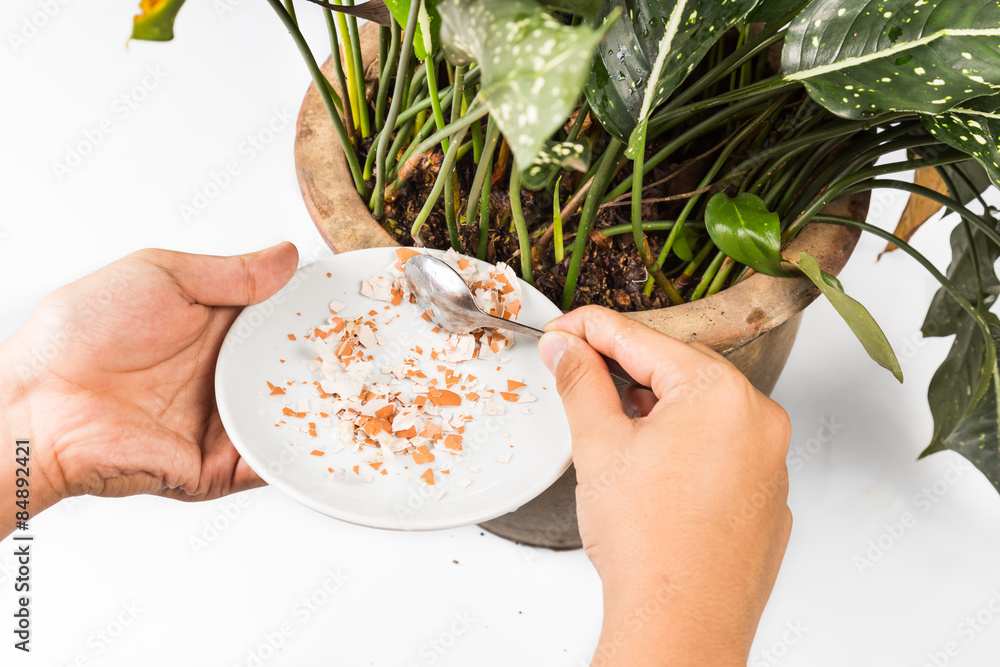 Crushed egg shell recycled as natural fertilizer on potted plants Stock ...