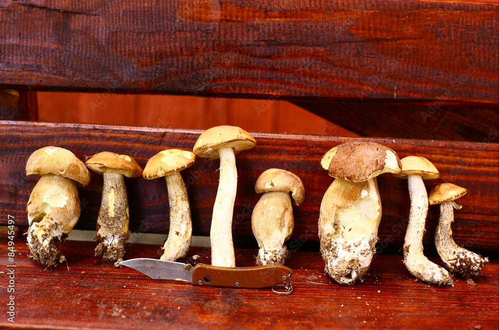 hands hold mushrooms Stock Photo | Adobe Stock