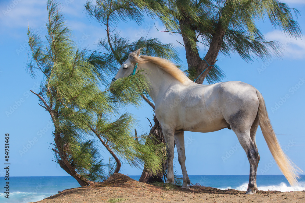 ⭐ Strona 2 Naklejka konie na wymiar pod klienta - Fototapety24.net