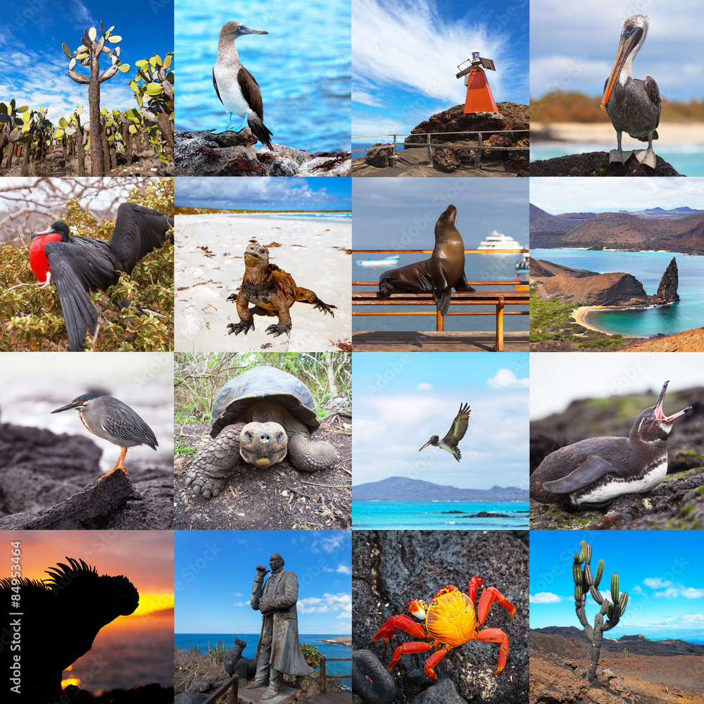 Galapagos Islands Com Animmals