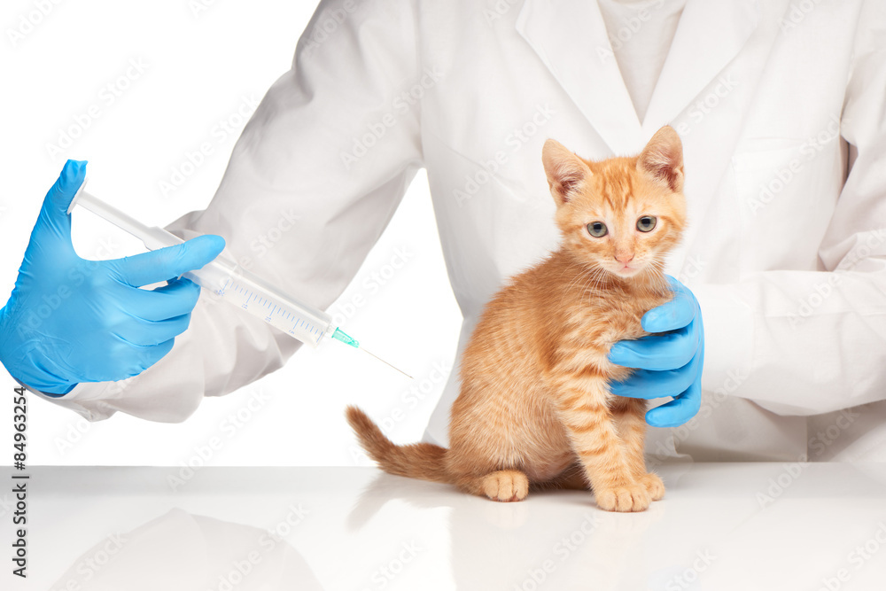 The veterinarian makes an injection to a cat with syringe Stock Photo ...
