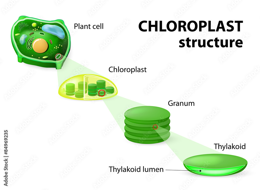 Chromoplast Structure