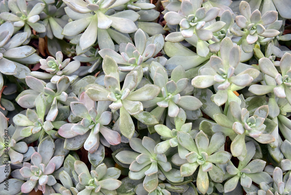 Stone Roses are beautiful flowers that look like flowers made of marble ...