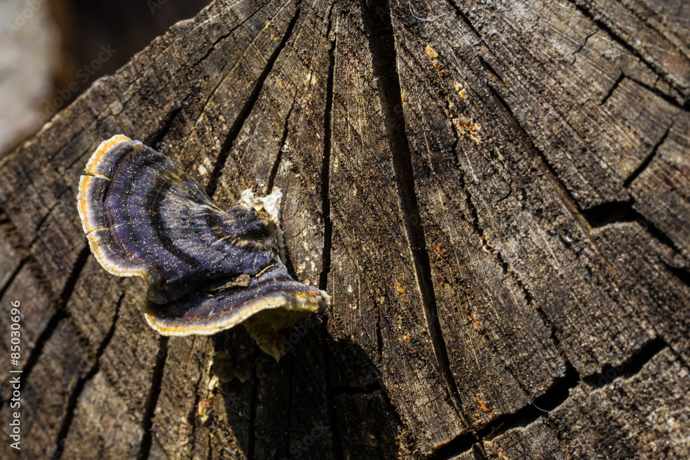 Pilz Farbt Sich Blau Beim Schneiden