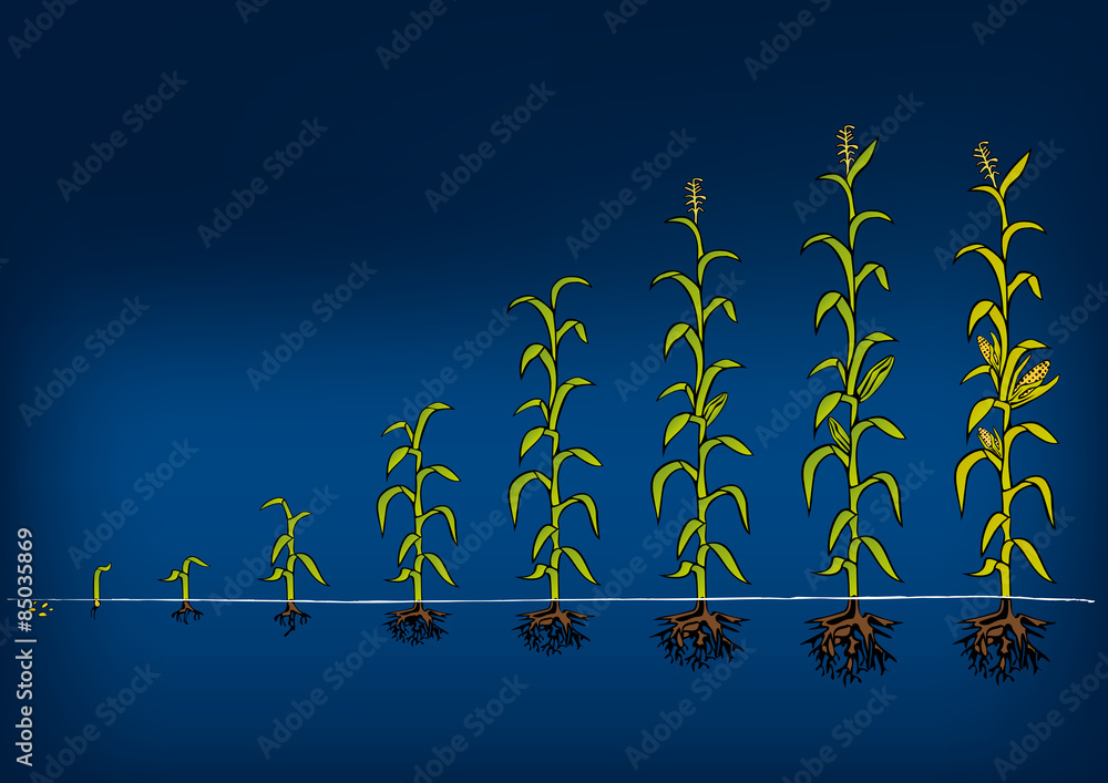 Maize Development Diagram. Stages of growth Stock Vector | Adobe Stock